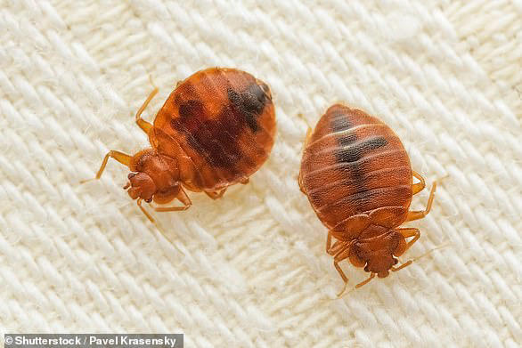 Bed bug infestation hits Britain: Cases surge by 62%
