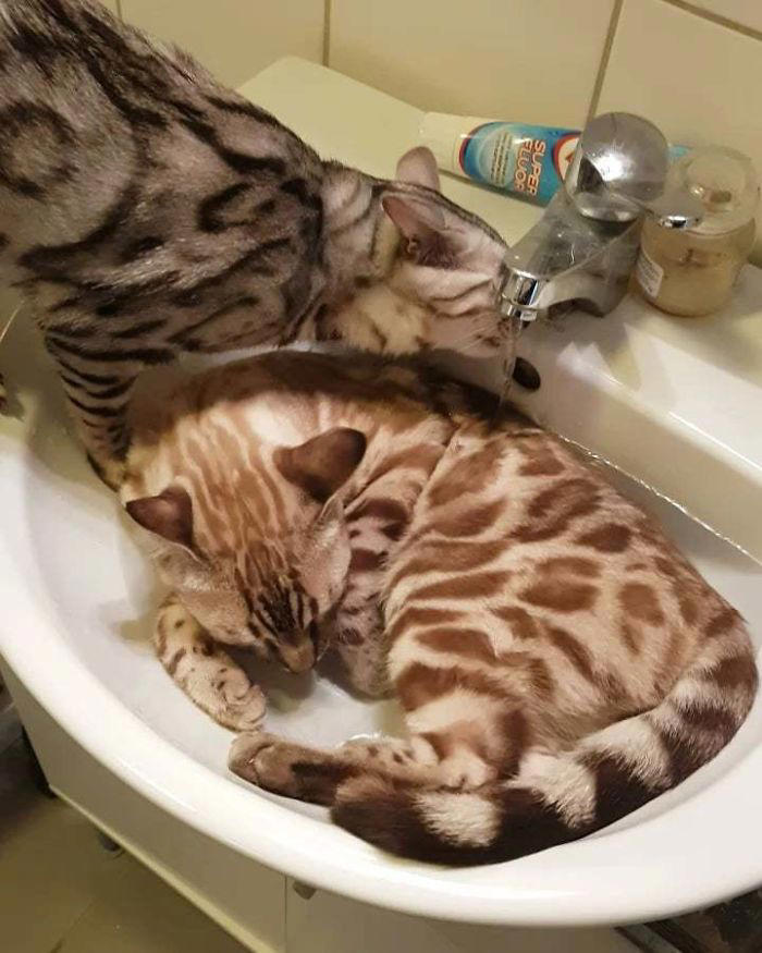 What's wrong with my cat? Online group has owners posting pics of their ...