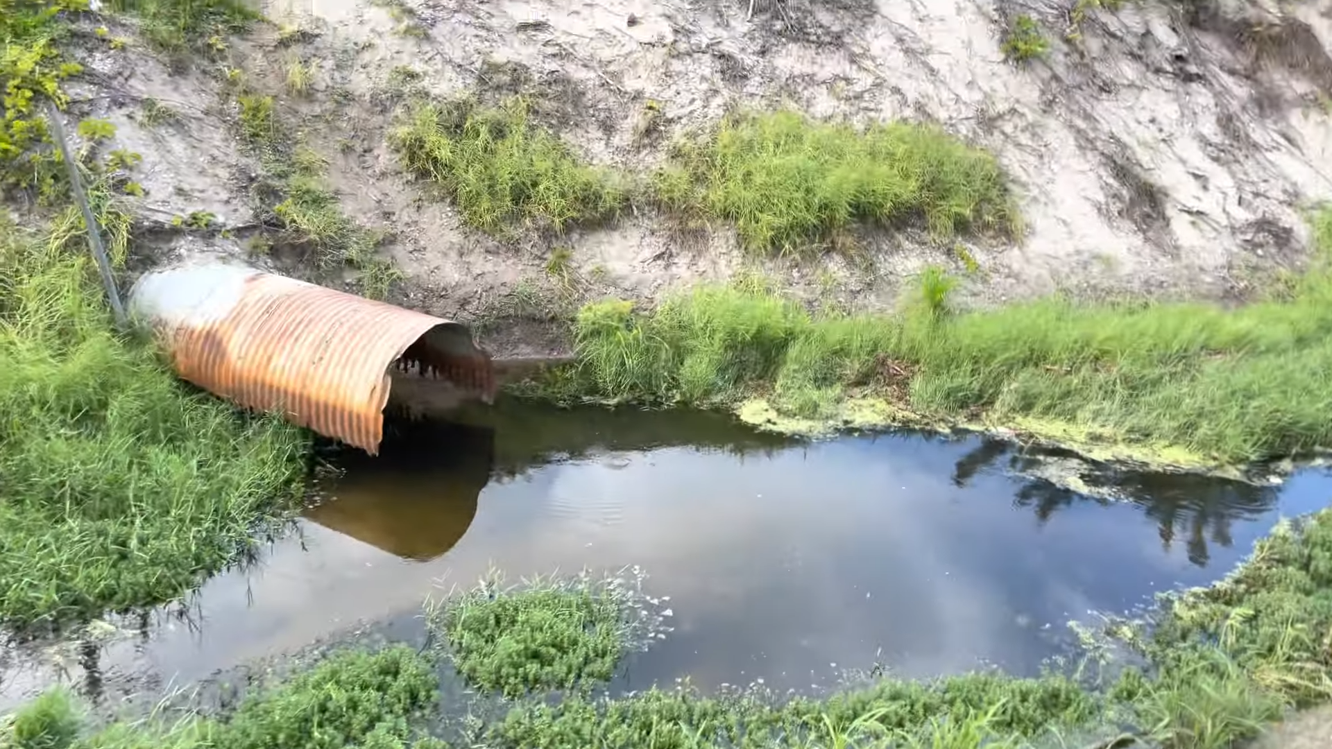 The fish trap that caught a rare freshwater 'shark'