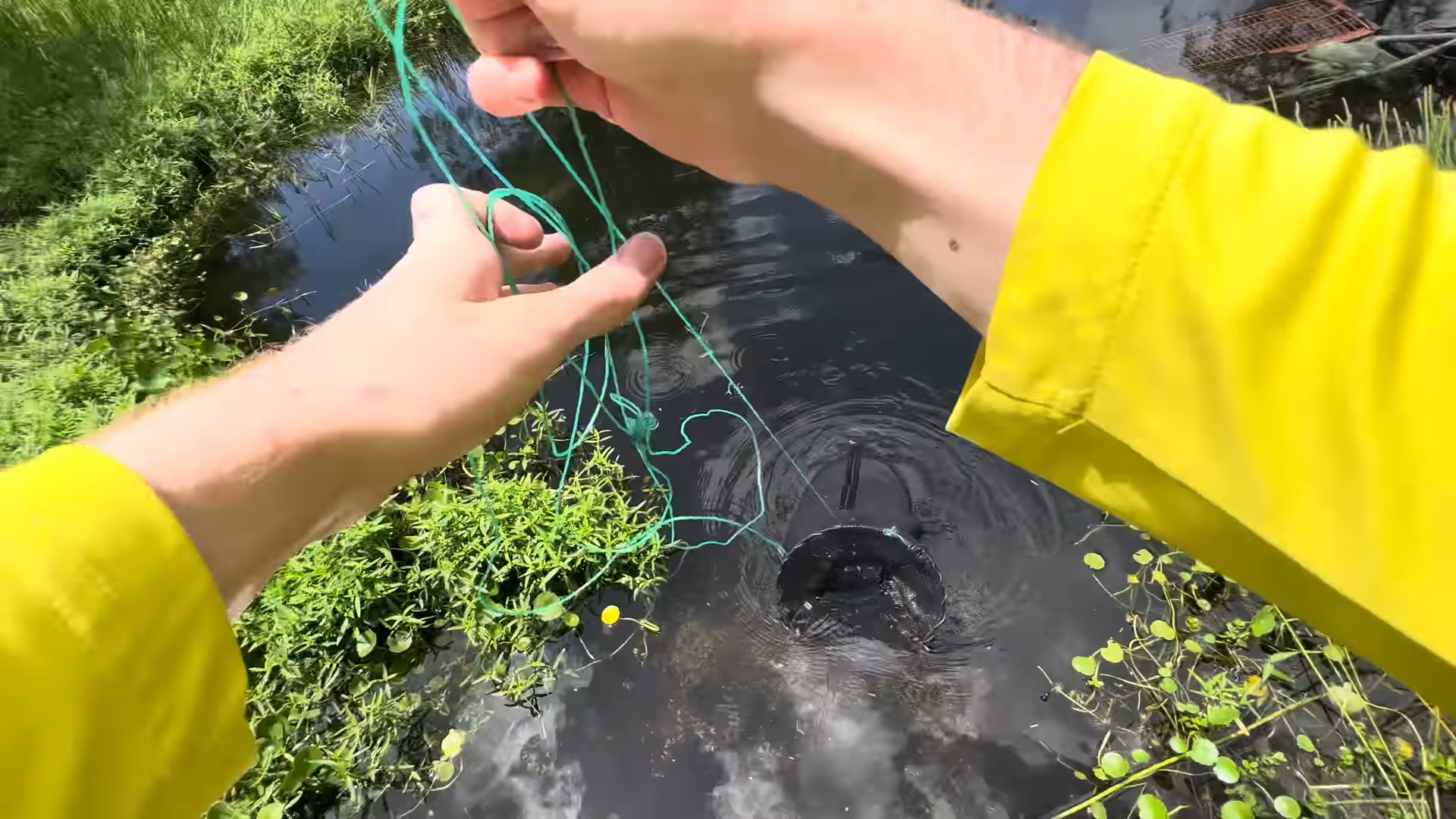 Fish trap catches aquarium fish hiding in a parking lot sewer