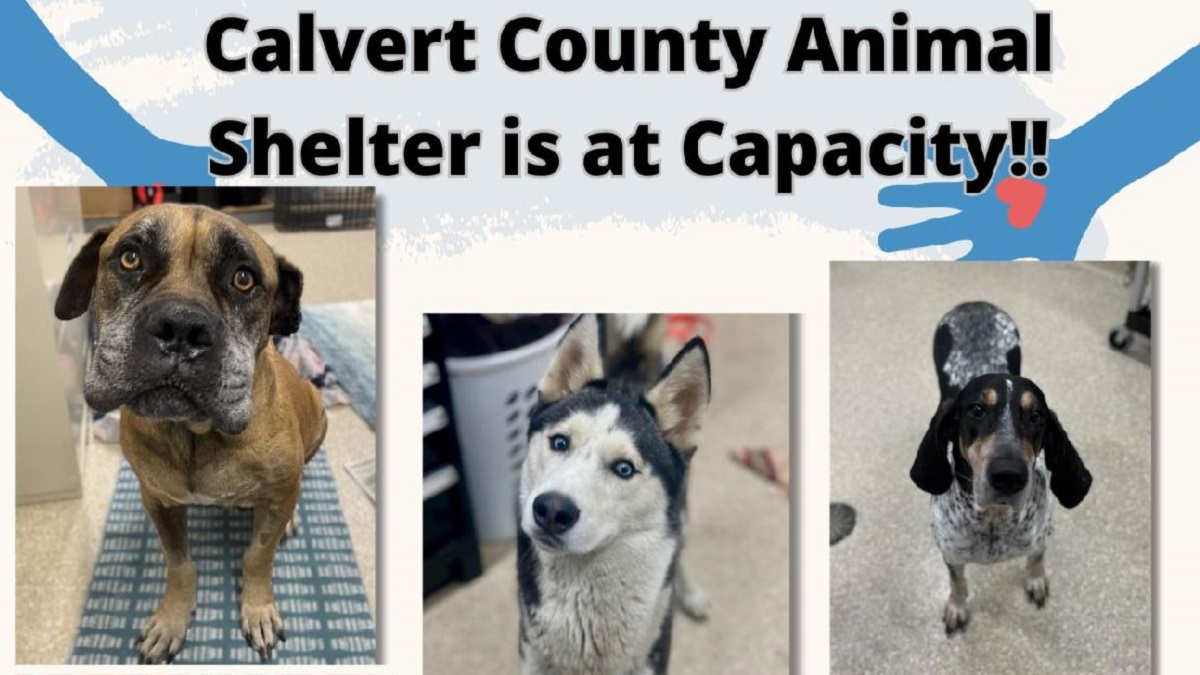 Calvert County animal shelter hits full capacity for dogs