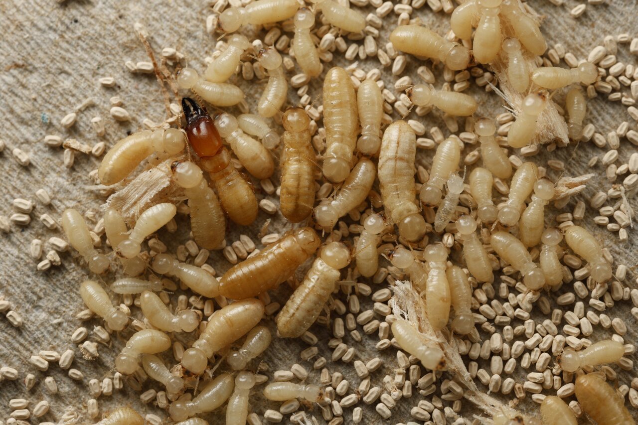 Termite pellet microbes provide timeline for home infestation detection