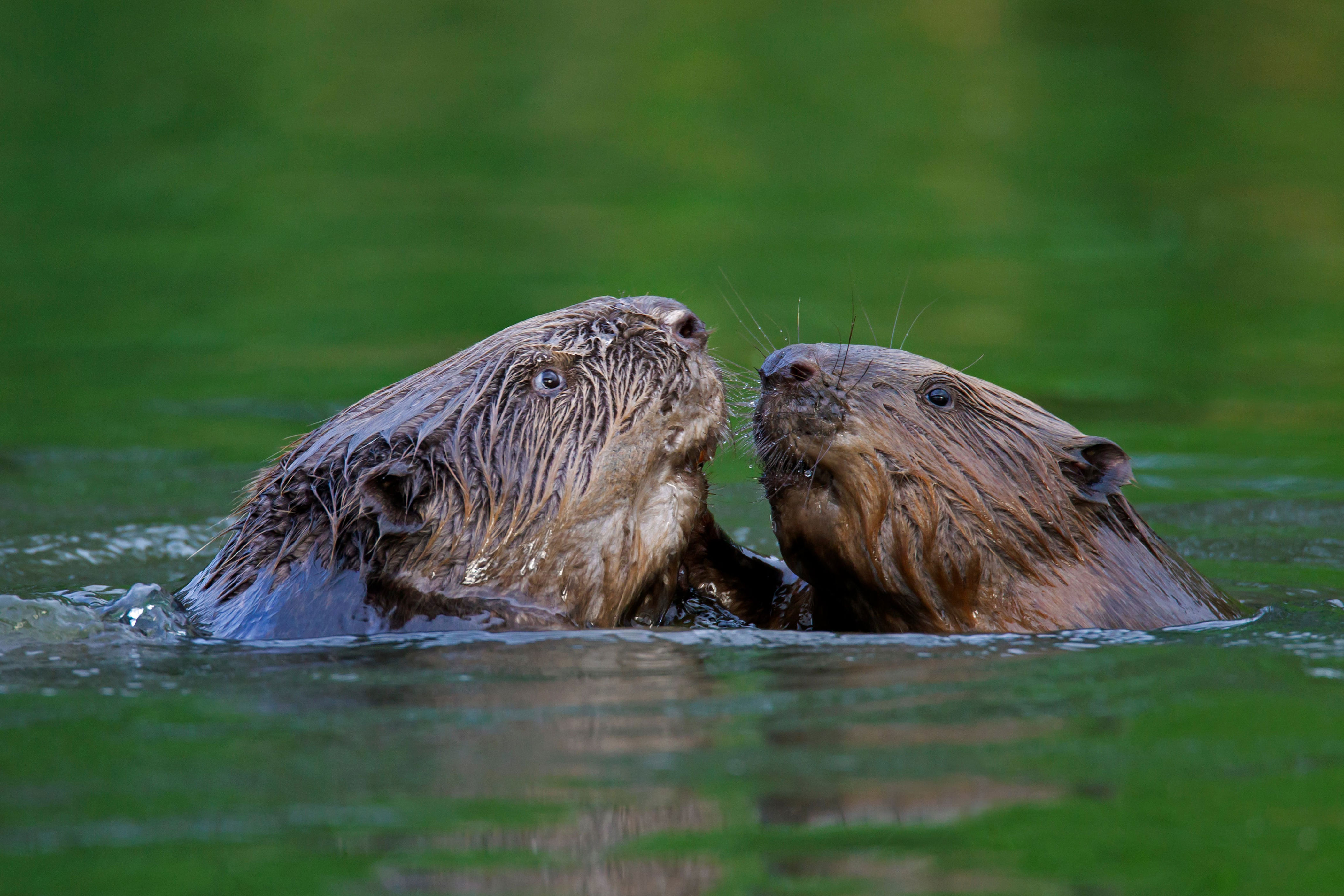 New monogamy ranking shows how humans stack up against other species