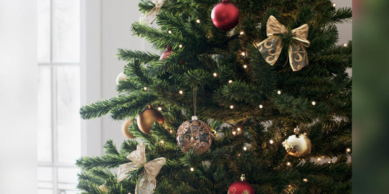 Family brings home Christmas tree and finds three tiny orphans hidden ...