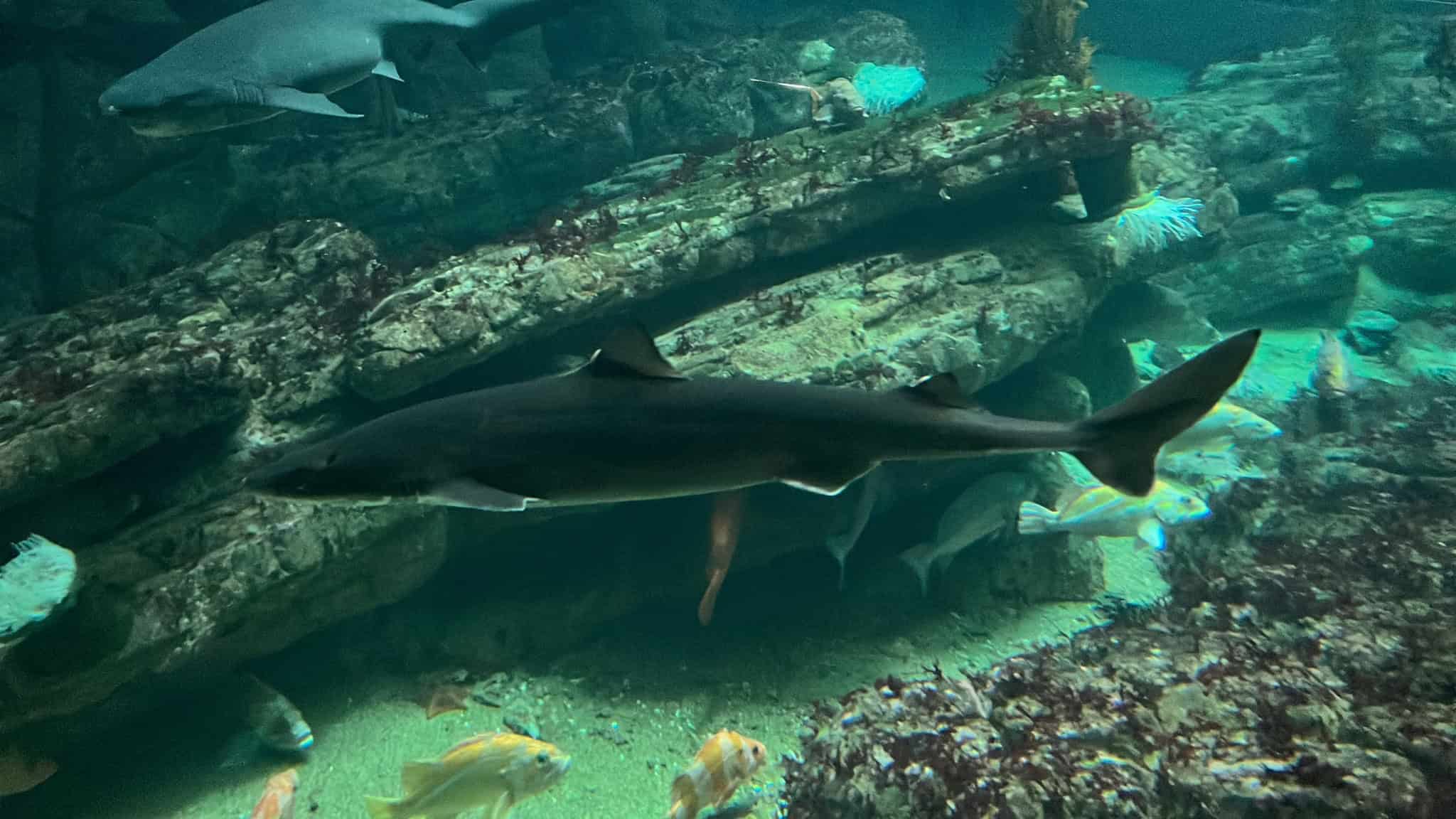 These creatures are flocking to this body of water. Here’s what you ...