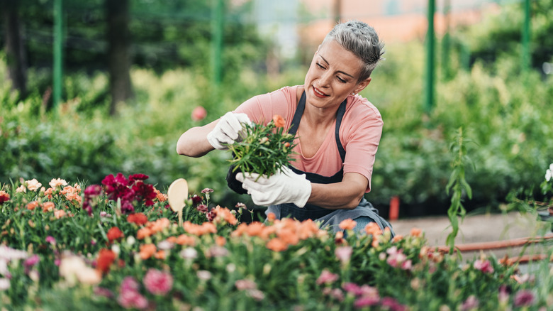 Clever reasons you should be incorporating turmeric into your garden