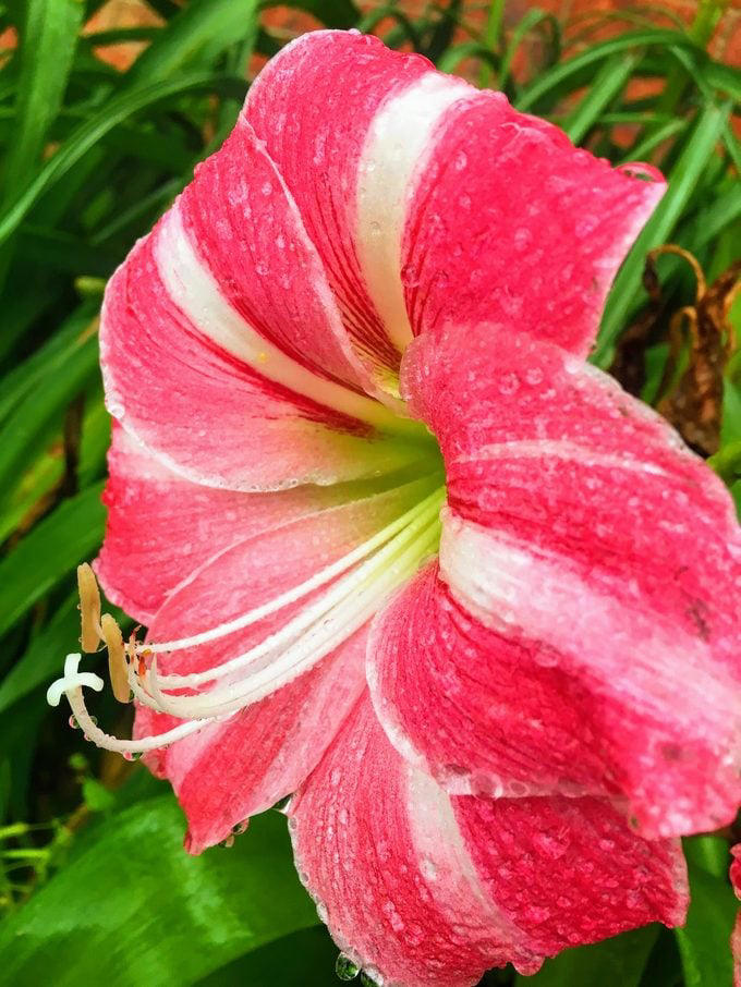 How to grow and care for amaryllis (and make the bulbs rebloom!)