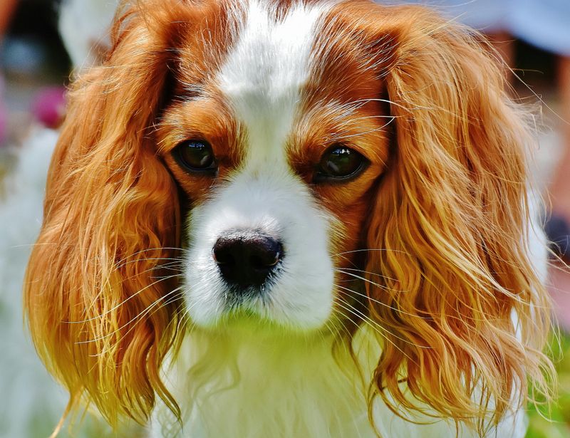 7 dog breeds that hate being alone and 6 that love their independence