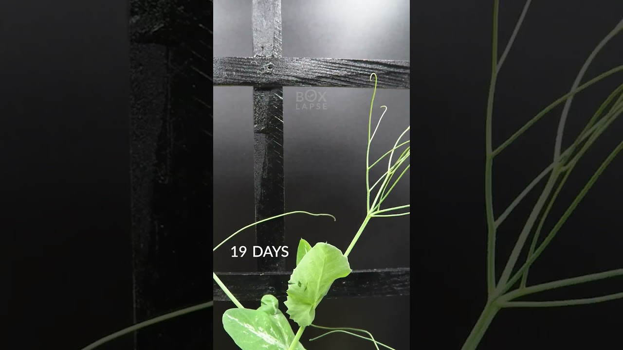 Watch peas grow fast: 30 days in 43 seconds