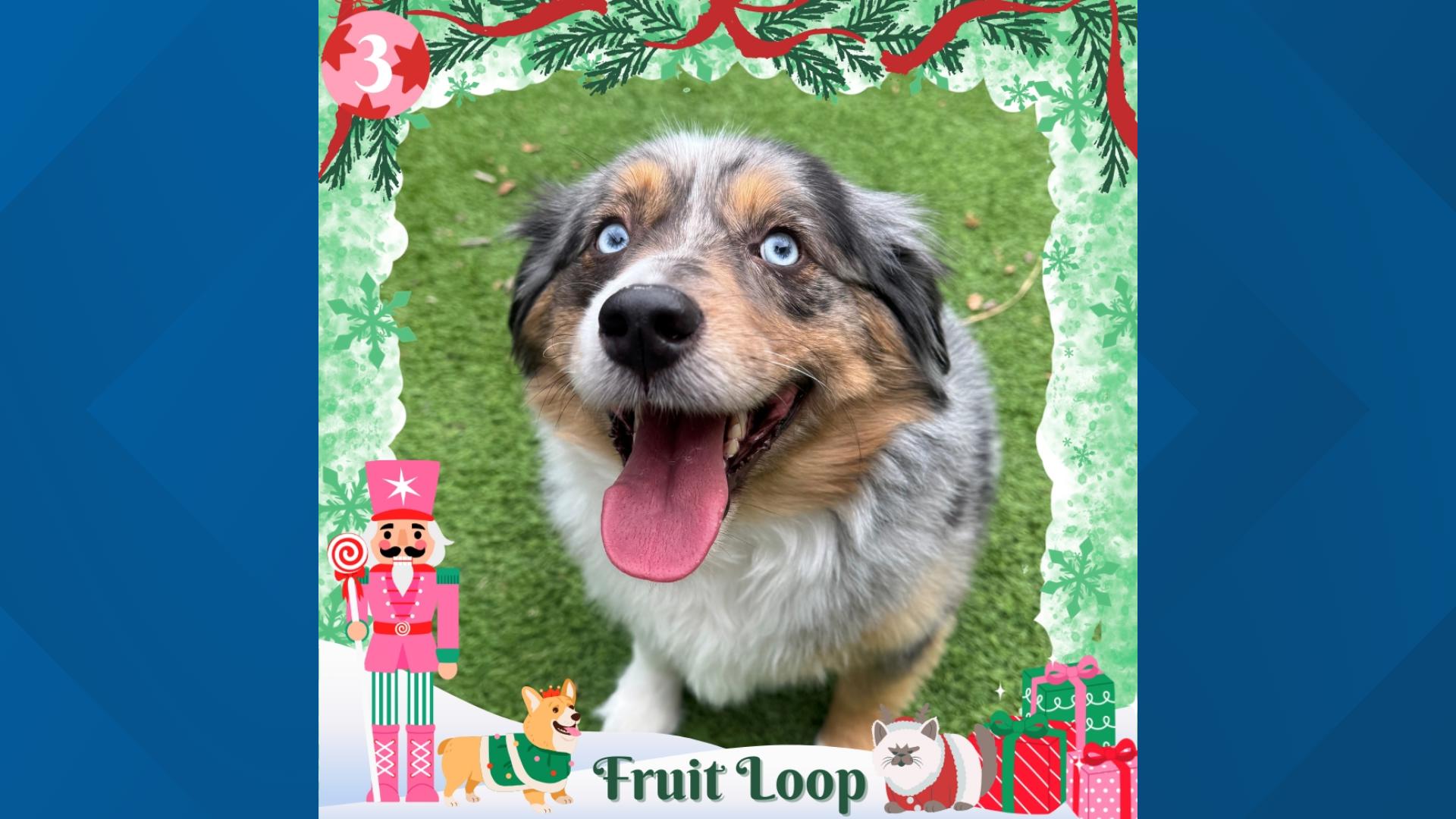 12 strays of Christmas 2025: Meet Fruit Loop