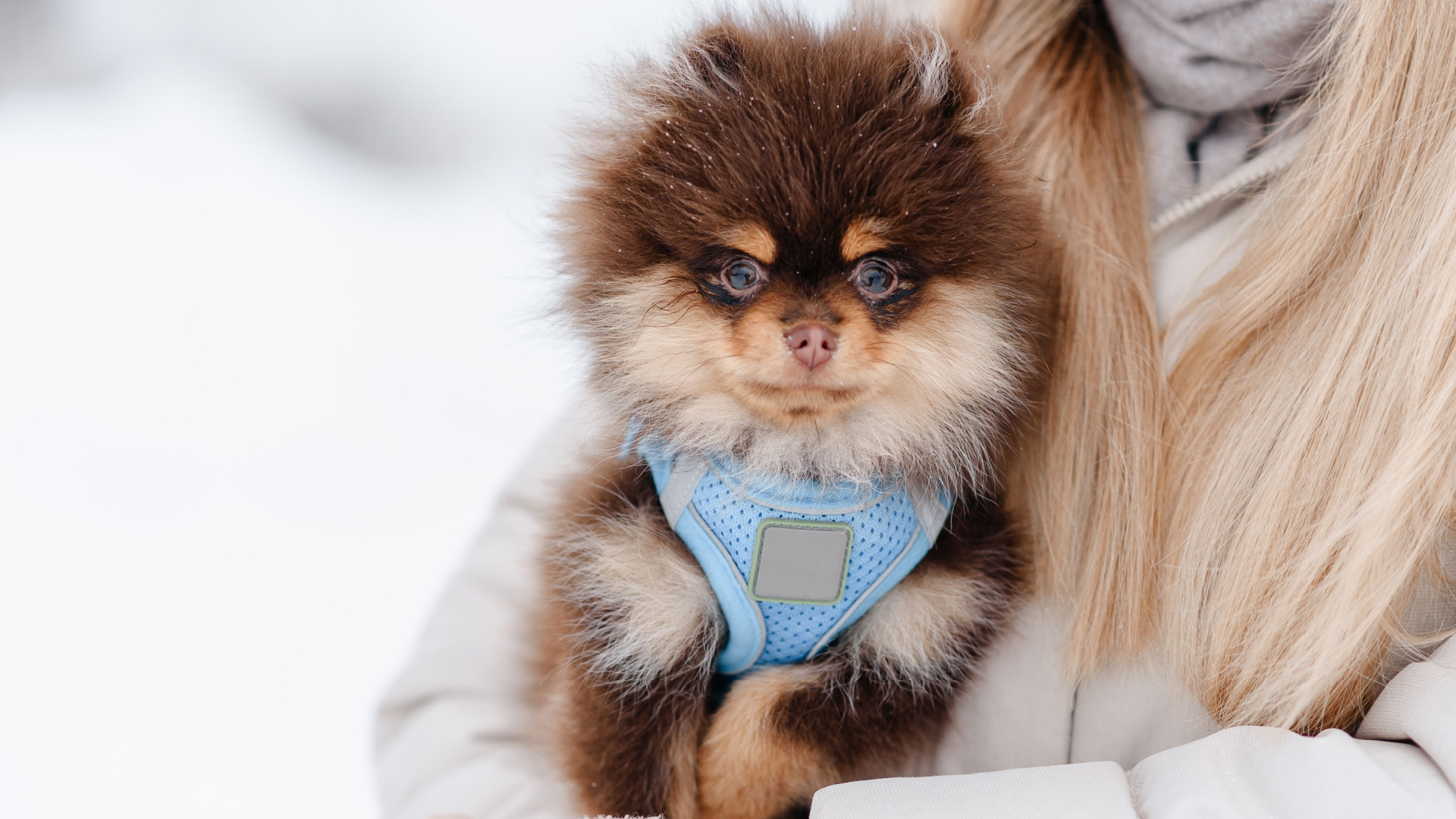 16 dog breeds that act like puppies their whole life