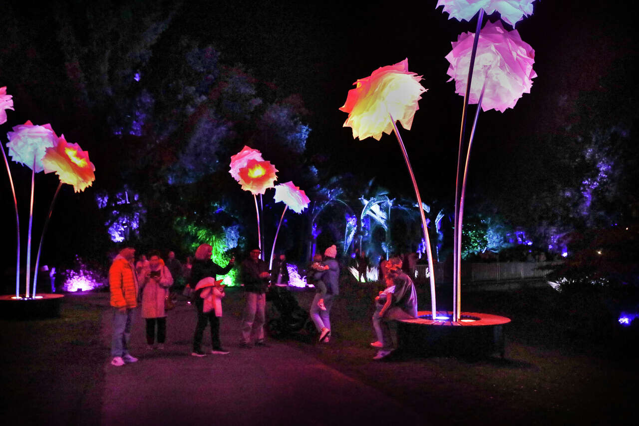This rare SF seasonal light show has become a huge surprise hit