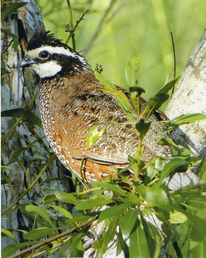 How to identify a northern bobwhite