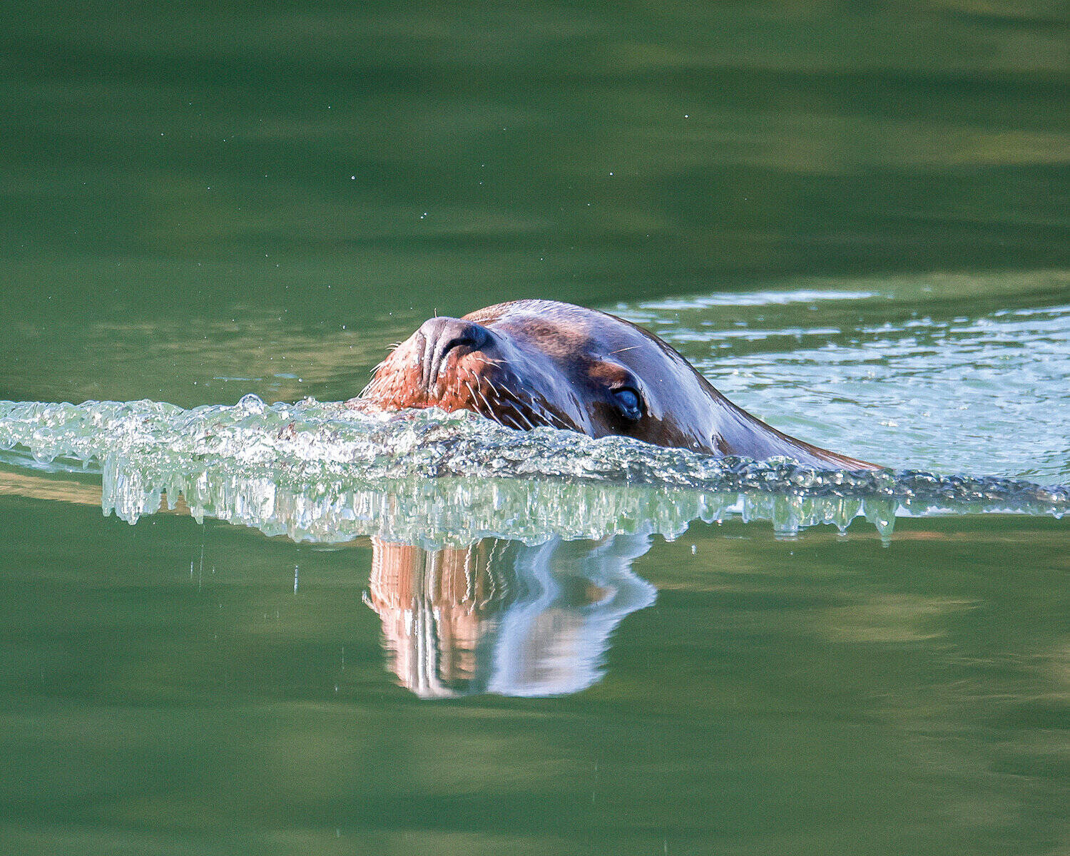 Congress tackles growing sea lion population in Columbia River