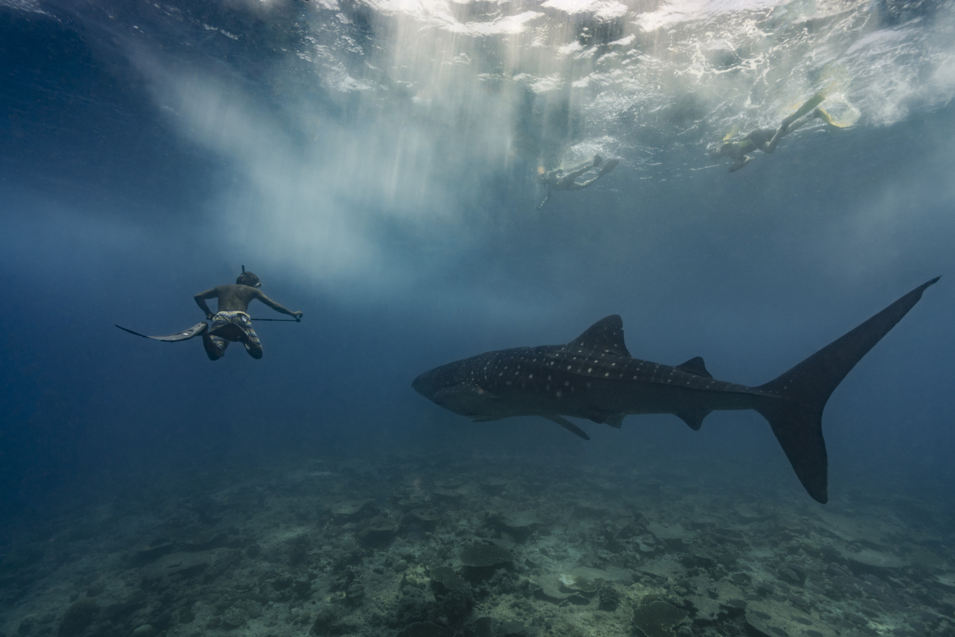 Meet the ocean's biggest fish