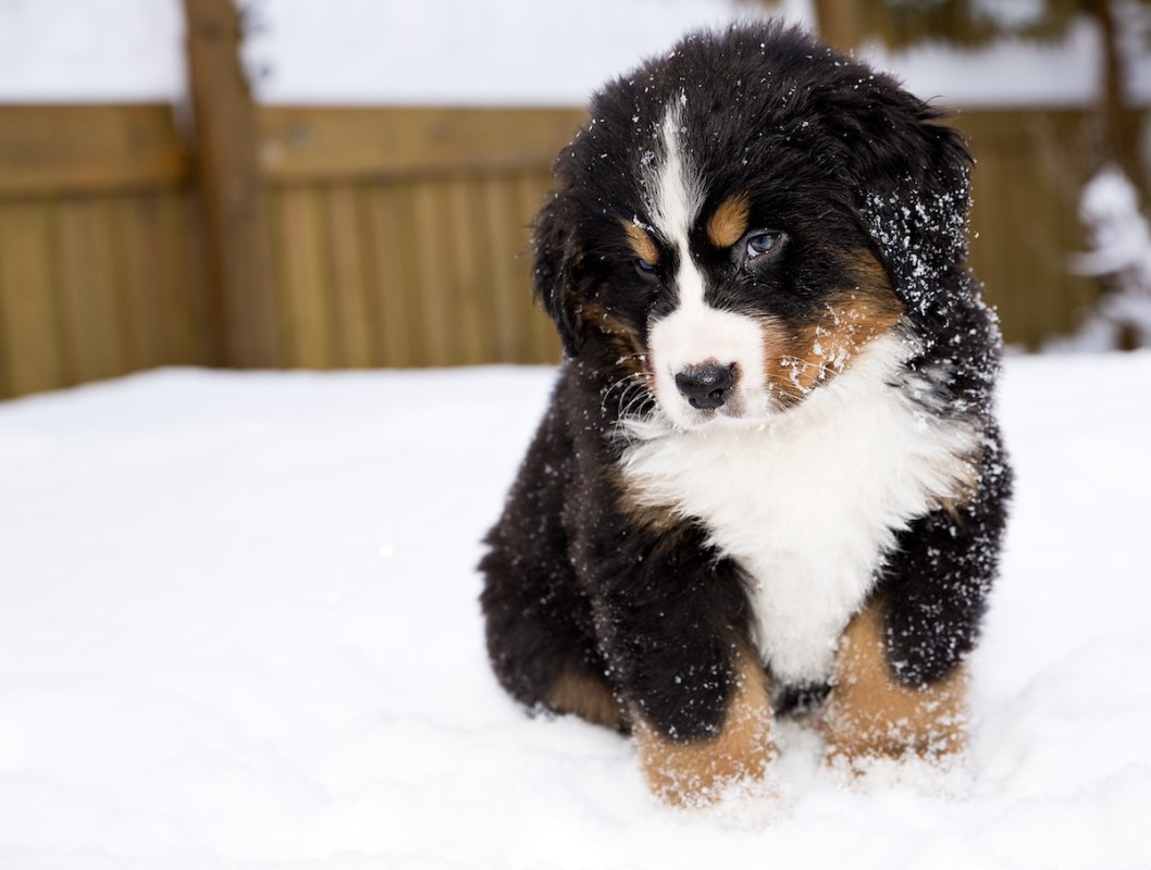 Bernese mountain puppy's cute nose twitches in fresh snow are ...