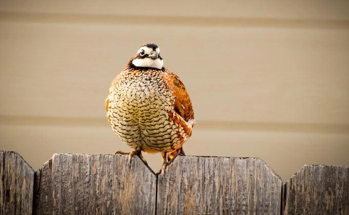 How to identify a northern bobwhite