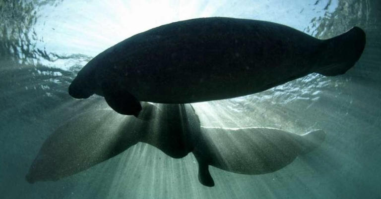 New fossils prove sea cows have been protecting oceans for tens of ...