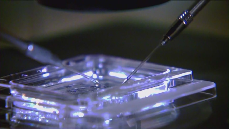 AI-assisted IVF births begin as doctors test new fertility tools