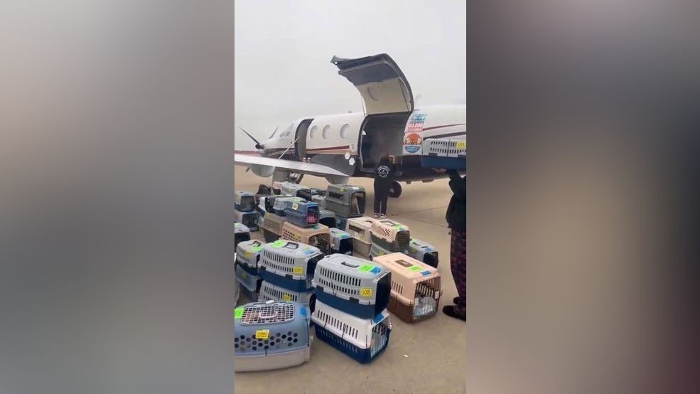 Merced County animals take flight toward love and forever homes ...