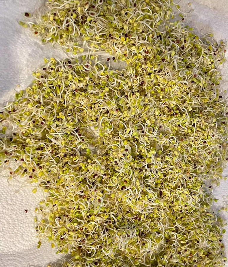 Broccoli sprouts are seriously nutritious, and you can easily grow them ...