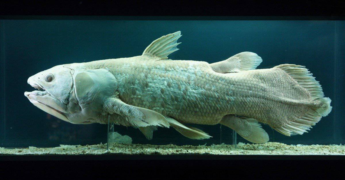 5 sea creatures thought to be extinct that were found alive