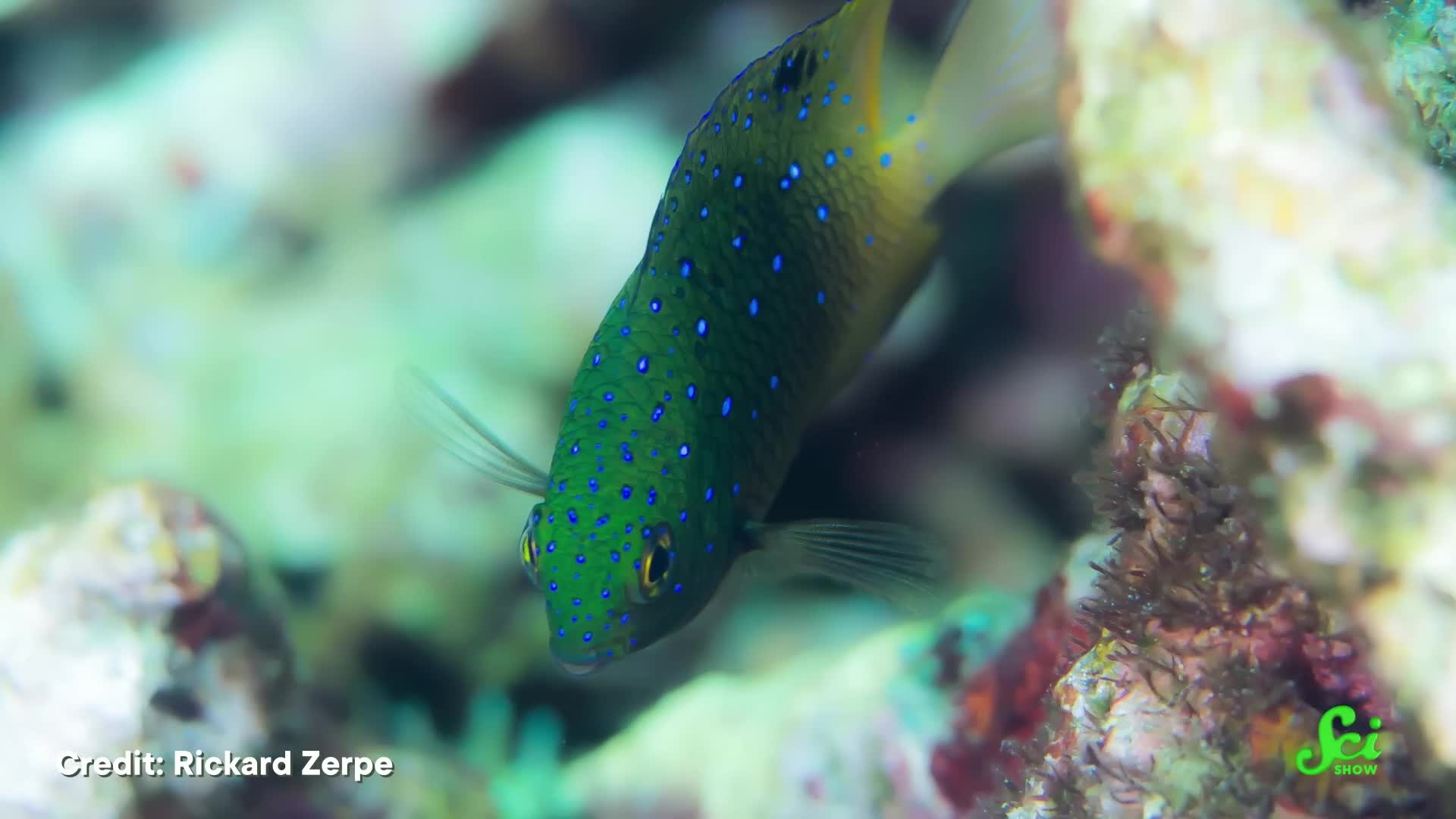 When rats invade, these fish farmers chill out