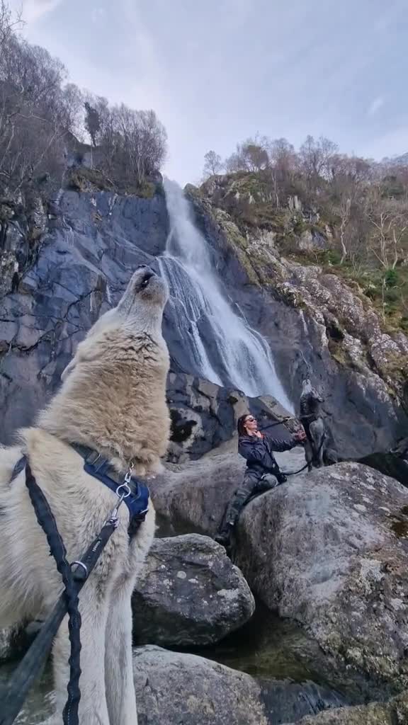Howling wolf dog echoes by a majestic waterfall