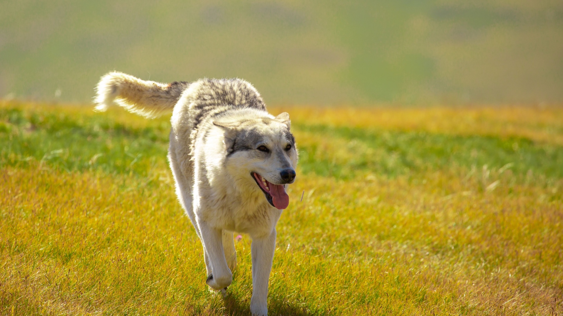 How wolves slowly became the first dogs