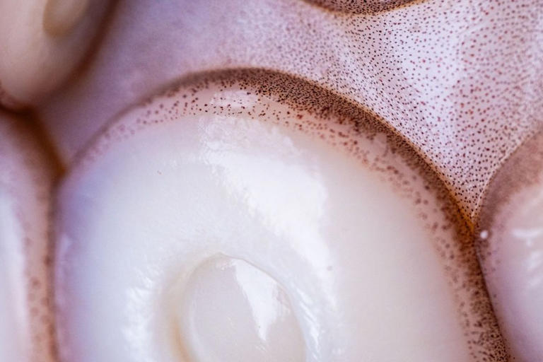 Researchers surprised when rare seven-armed octopus washes up in Scotland