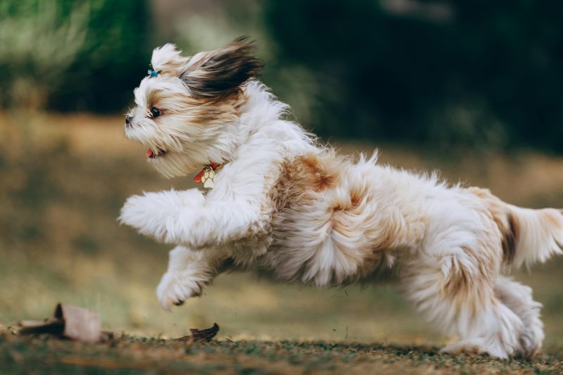 16 dog breeds that act like puppies their whole life