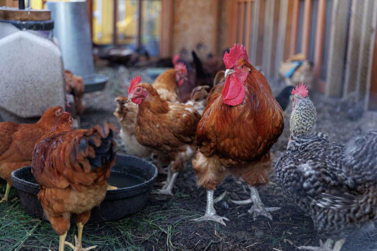 Texas egg prices, poultry industry threatened by deadly bird flu virus