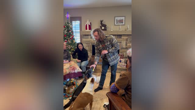 Dog trainer gets engaged using dog and tennis ball as props