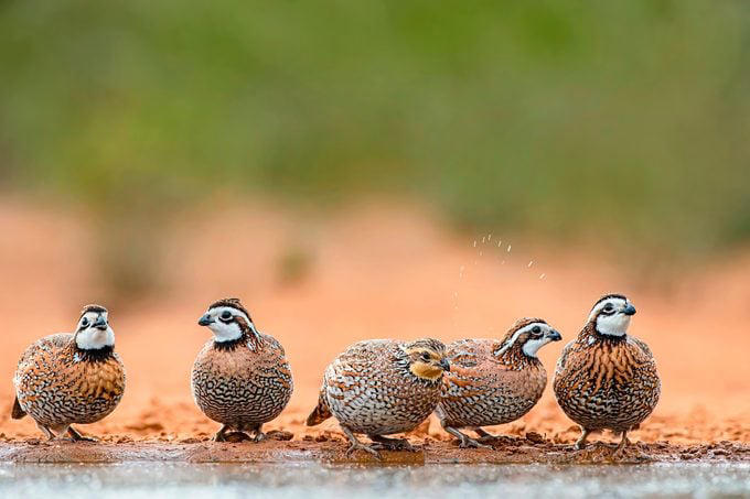 How to identify a northern bobwhite