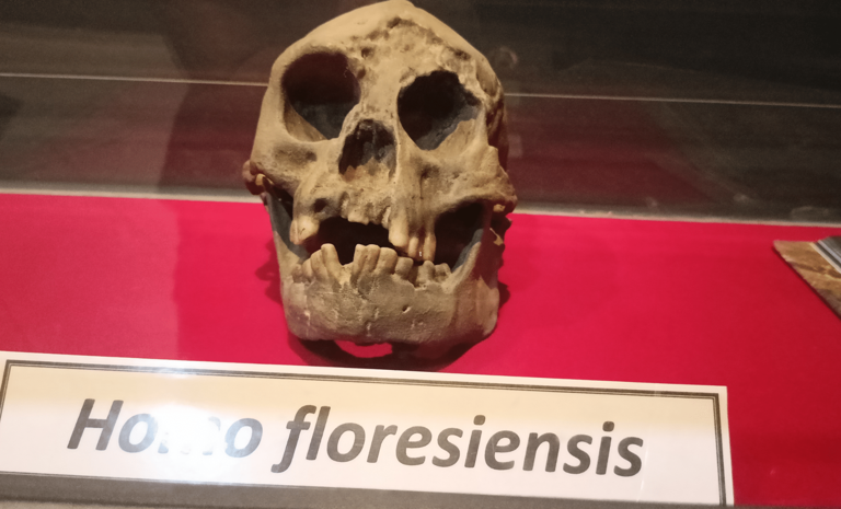 Scientists reveal the real reason Homo floresiensis disappeared — and ...