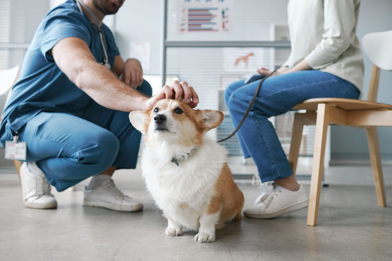 How much does the average vet visit cost Americans?
