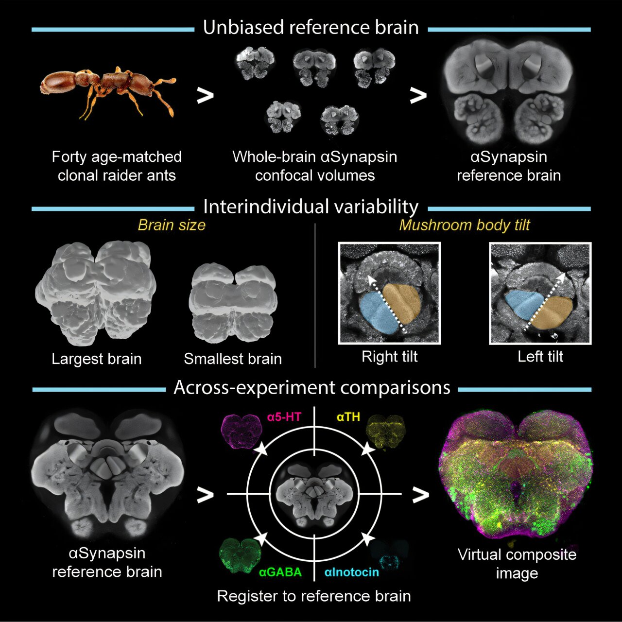 A new reference brain could make the clonal raider ant a go-to model ...