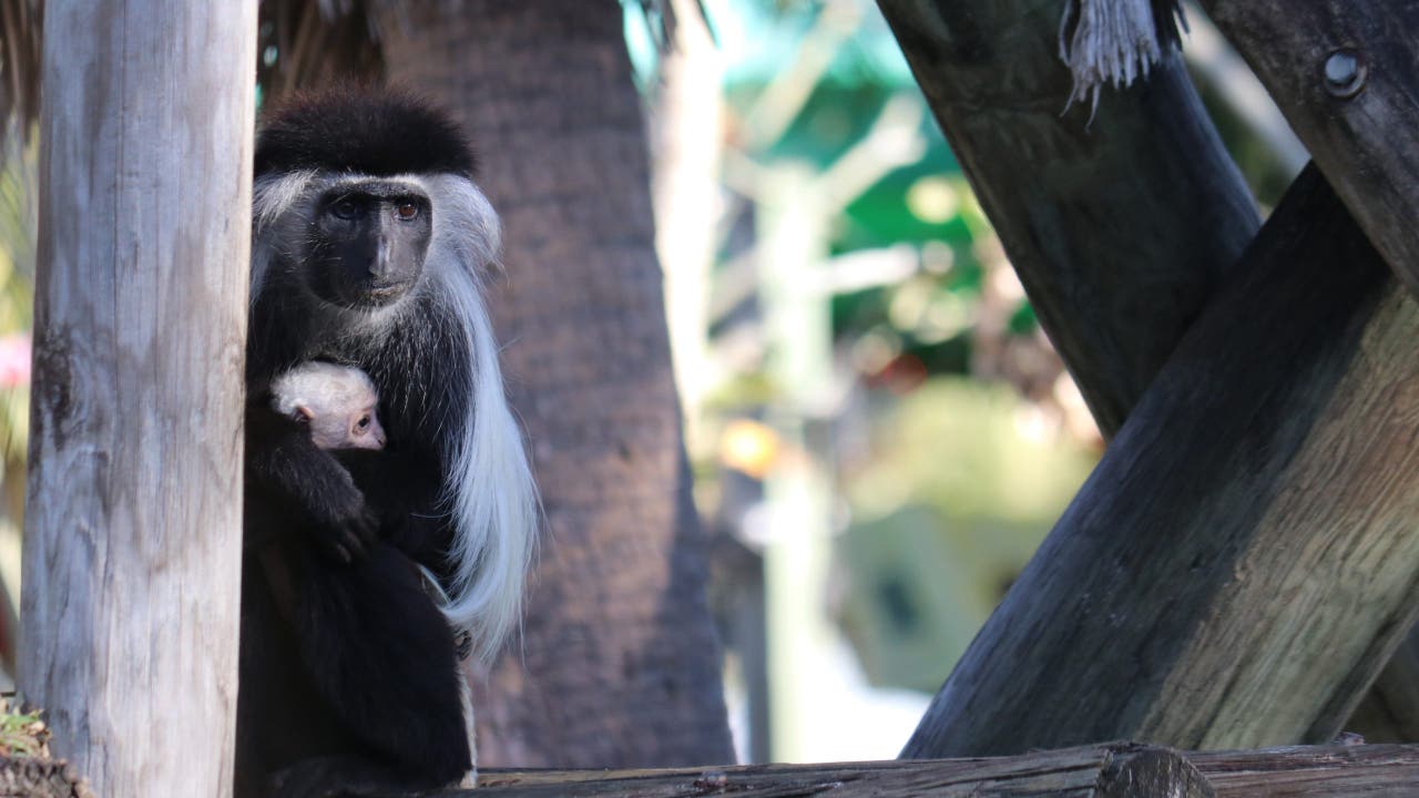 ZooTampa welcomes rare baby monkey