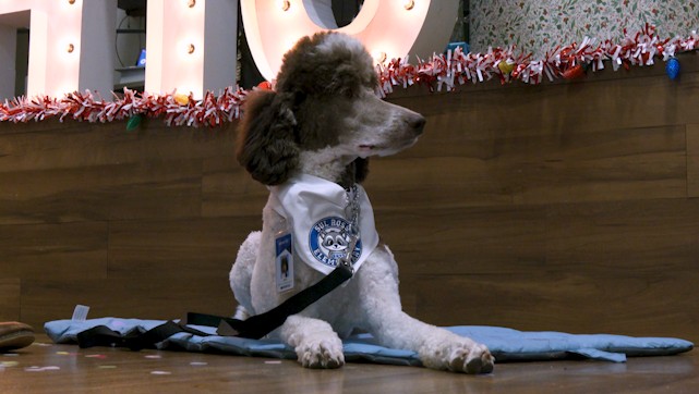 Rhys the comfort poodle joins Sul Ross Elementary
