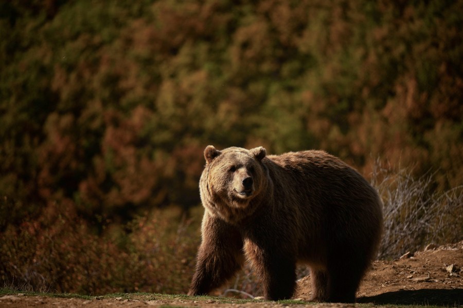 Poaching case leads to charges for two men in Sierra County