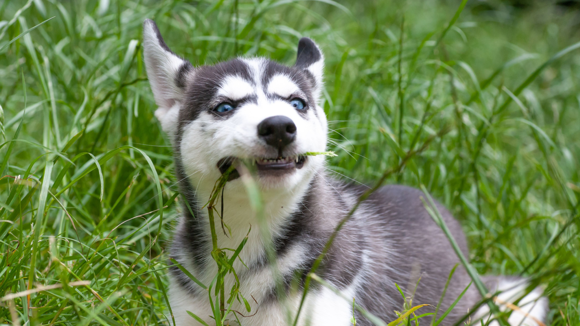 13 common myths about pets you should stop believing