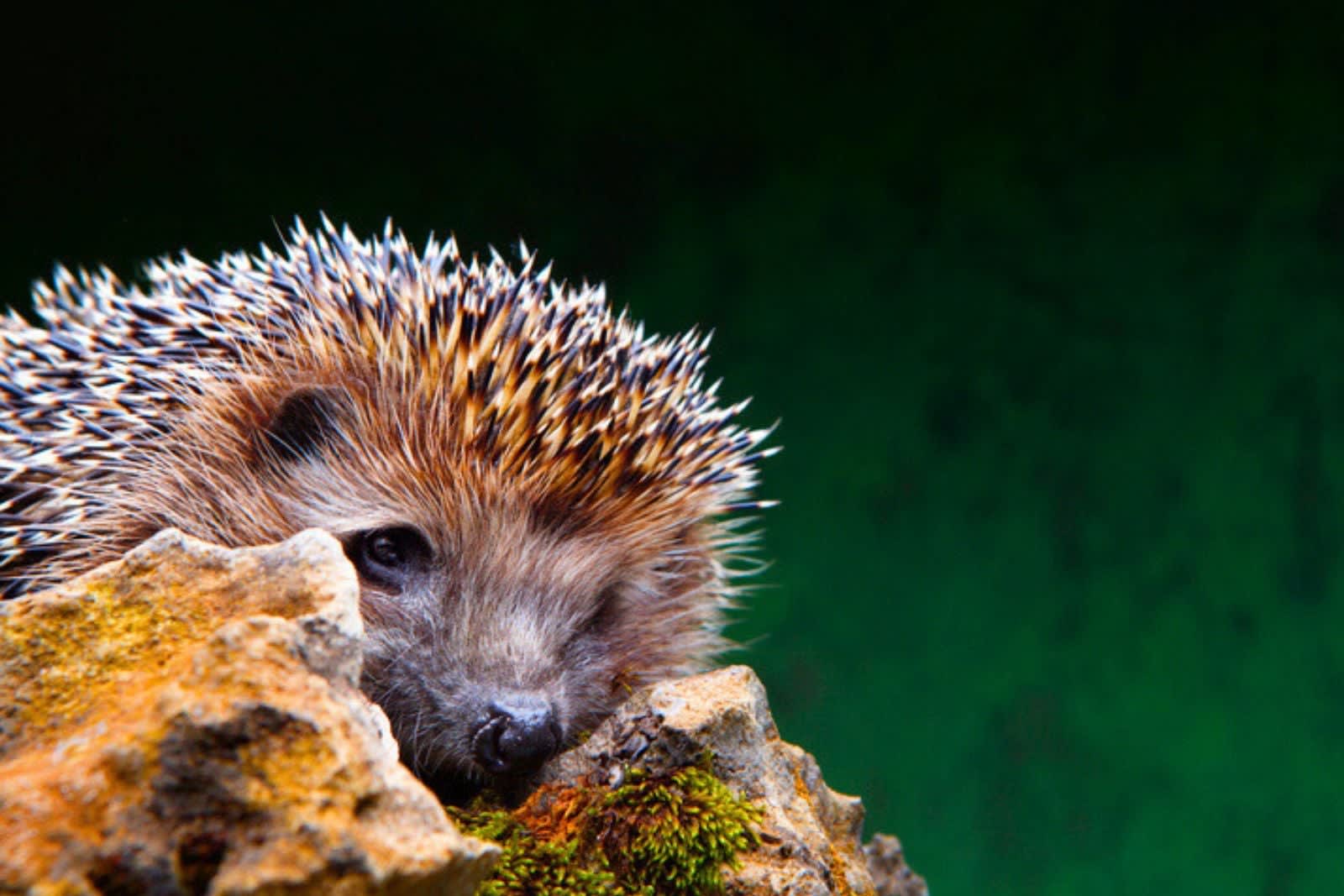 Every winter, thousands of hedgehogs die. Here’s the affordable shelter ...