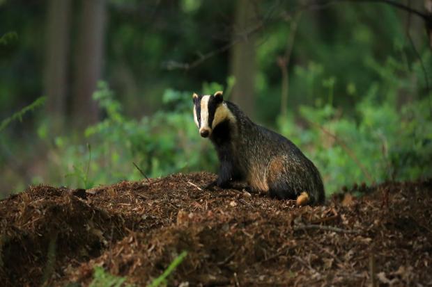 Charity urges Senedd election candidates to take a stance on badger culling