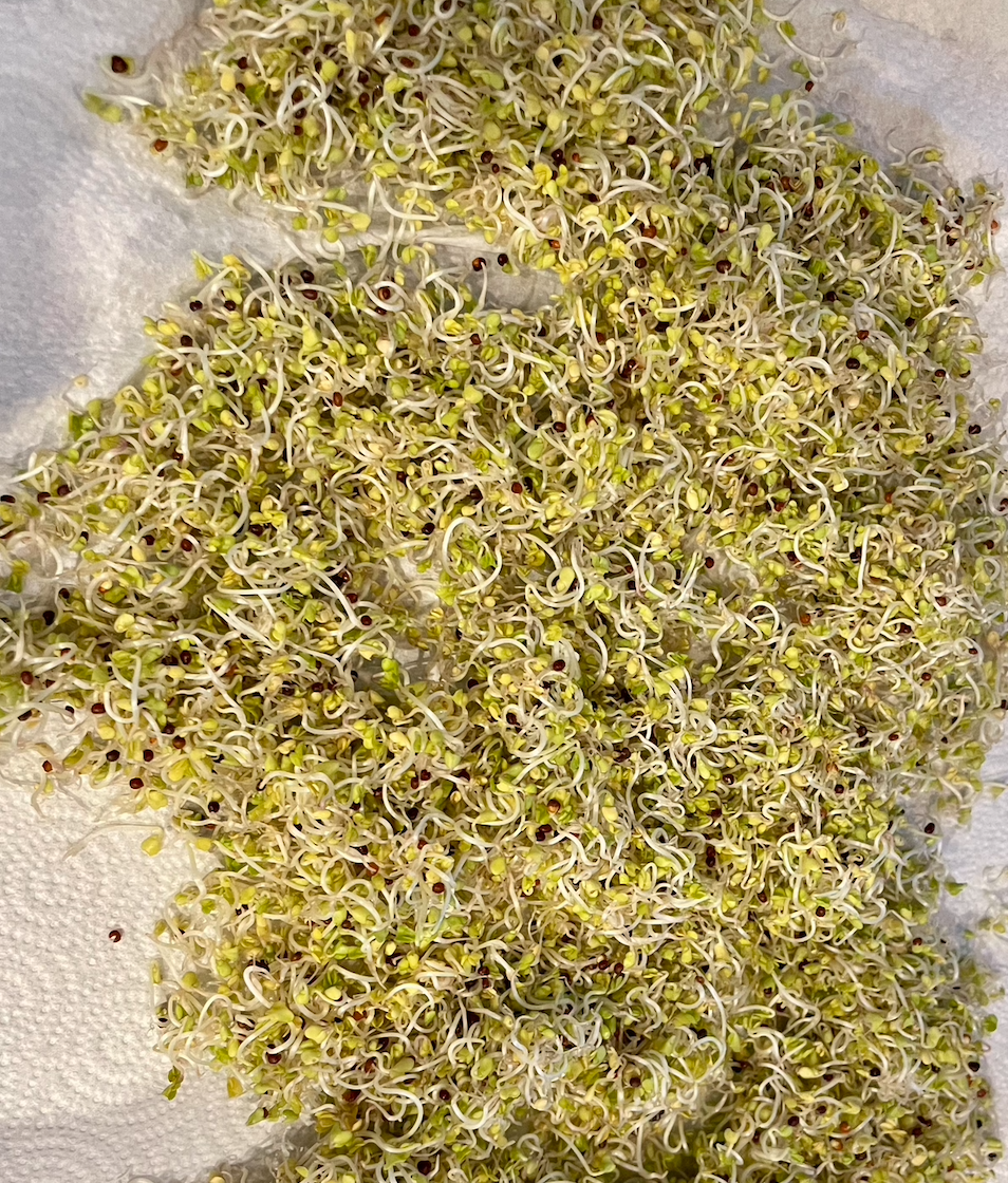Broccoli sprouts are seriously nutritious, and you can easily grow them ...