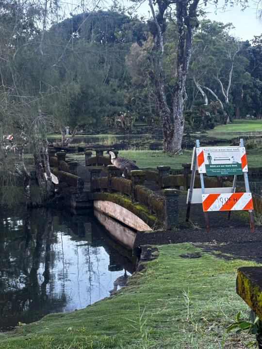 Big Island officials look to protect nesting nēnē