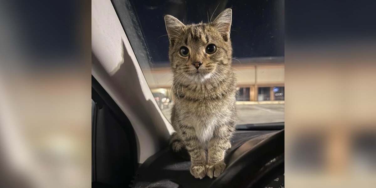 Freezing kitten jumps into a stranger’s car — and knows she’s finally ...