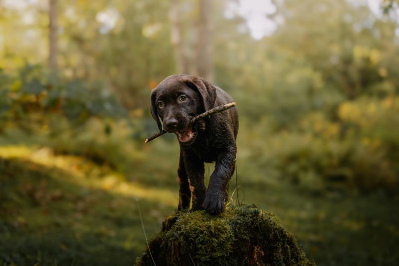 13 common myths about pets you should stop believing