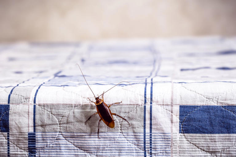 Do cockroaches come indoors when it's cold? Here's what the experts say