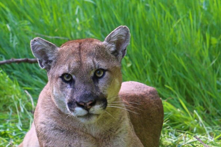 Wildlife officials tranquilize mountain lion spotted in Santa Monica yard
