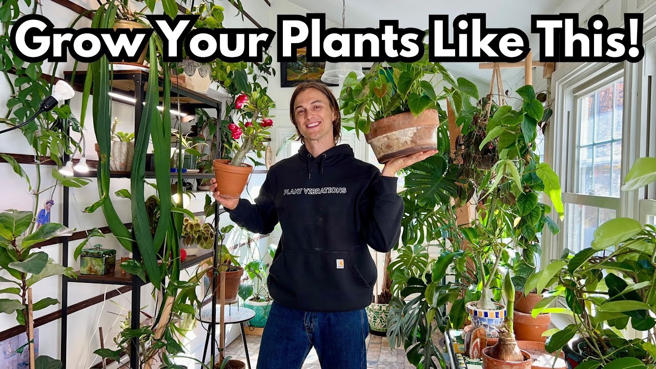 12 reasons my indoor plants look great - Crash course for happy houseplants